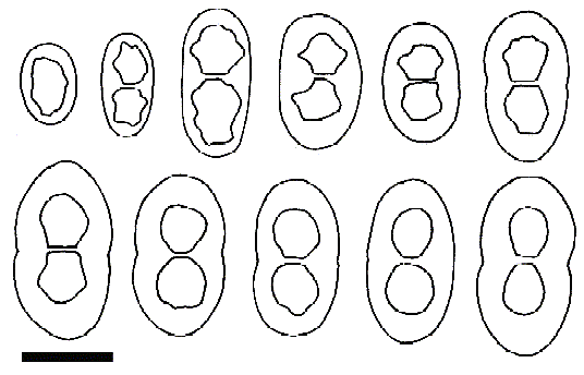 New Rinodina species from the Cape Verde Islands, with notes on some ...