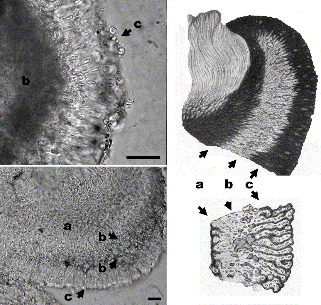 Reassessment of the genus Catillochroma (lichenized Ascomycota ...