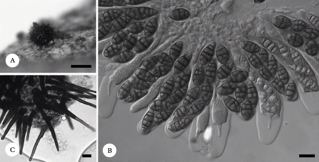 Lichenicolous fungi growing on Thamnolia, mainly from the Holarctic ...
