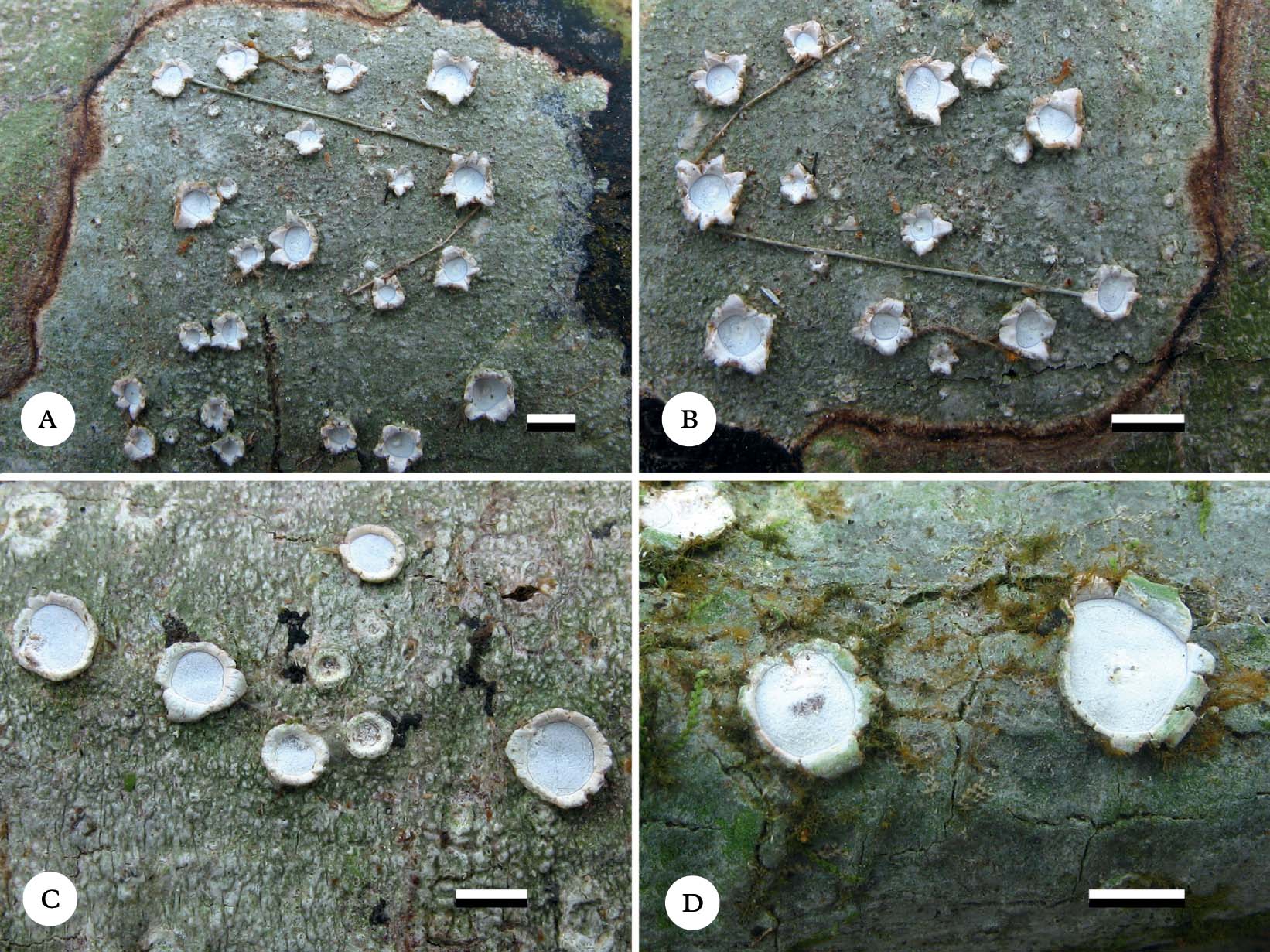 Three new species of Chapsa (lichenized Ascomycota: Ostropales ...