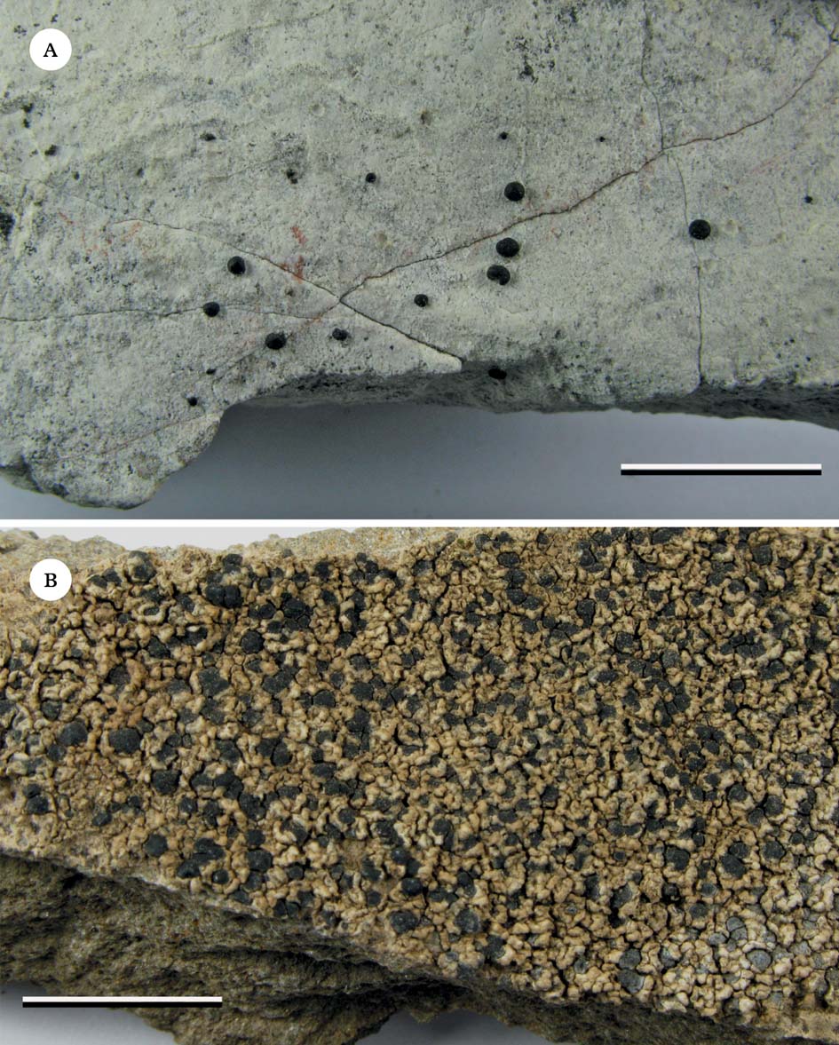 New species and new records of the lichen genus Porpidia (Lecideaceae ...
