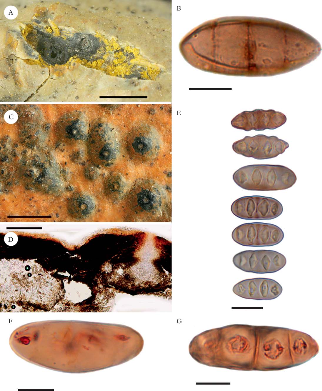 Six new species of Pyrenula from the tropics | The Lichenologist ...