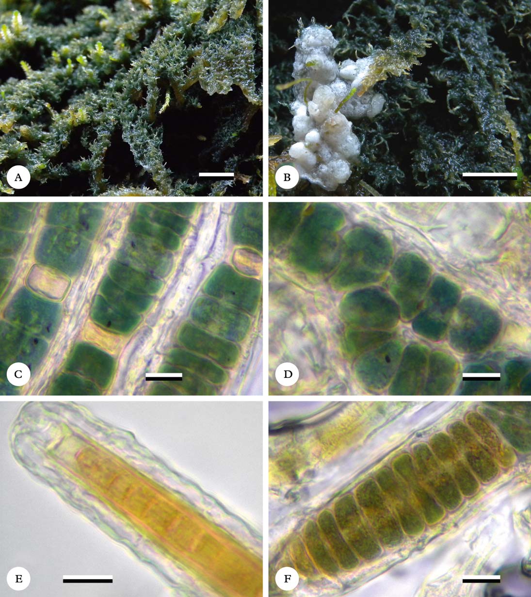 Dictyonema coppinsii, a new name for the European species known as ...