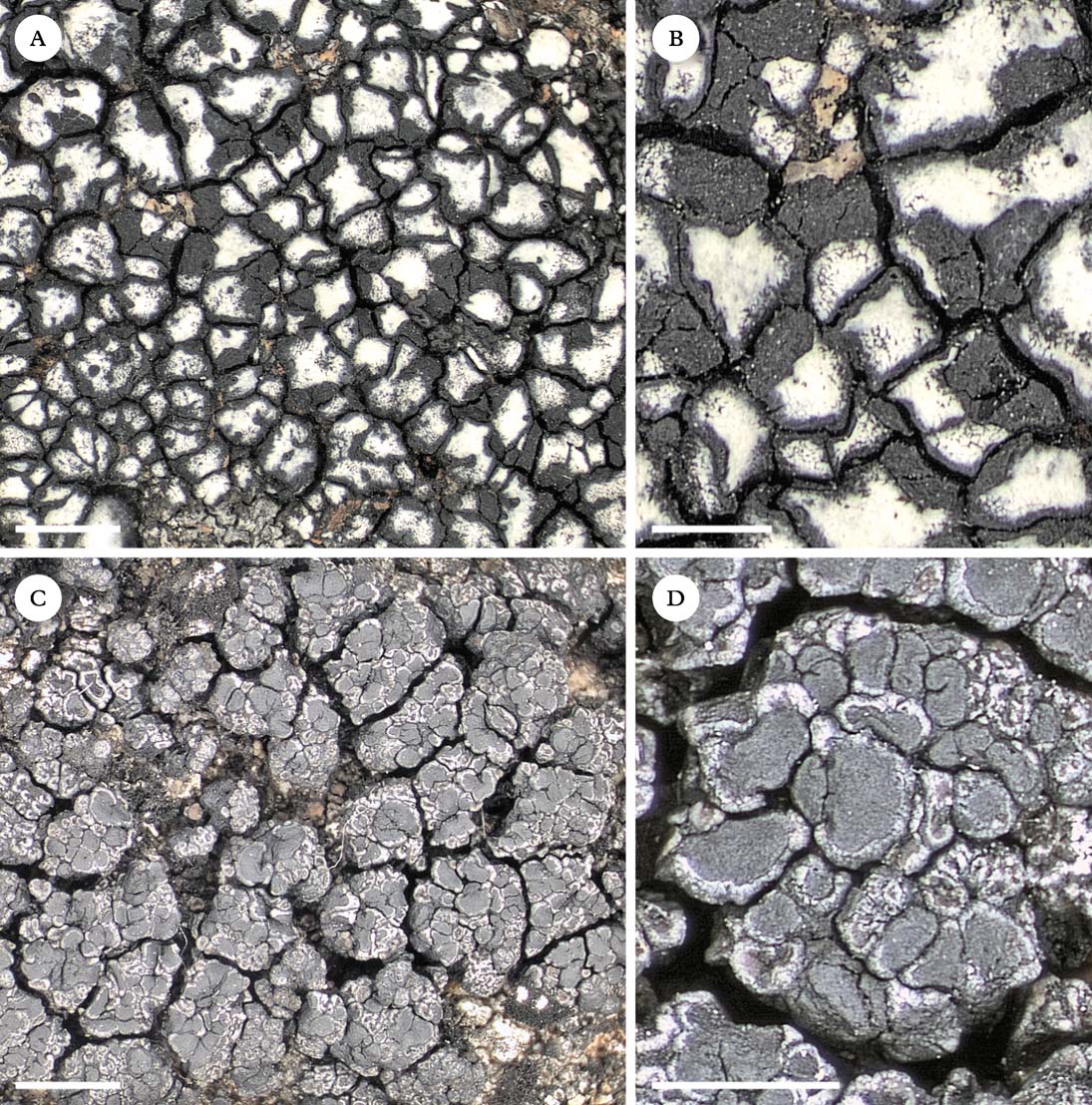 New species of the genus Rimularia Nyl. from Tasmania | The ...