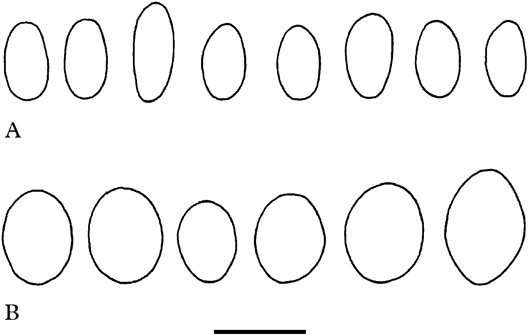 New species of the genus Rimularia Nyl. from Tasmania | The ...