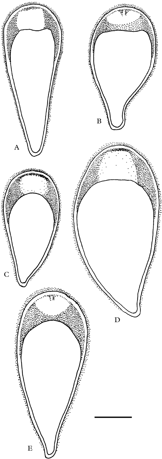 New species of the genus Rimularia Nyl. from Tasmania | The ...