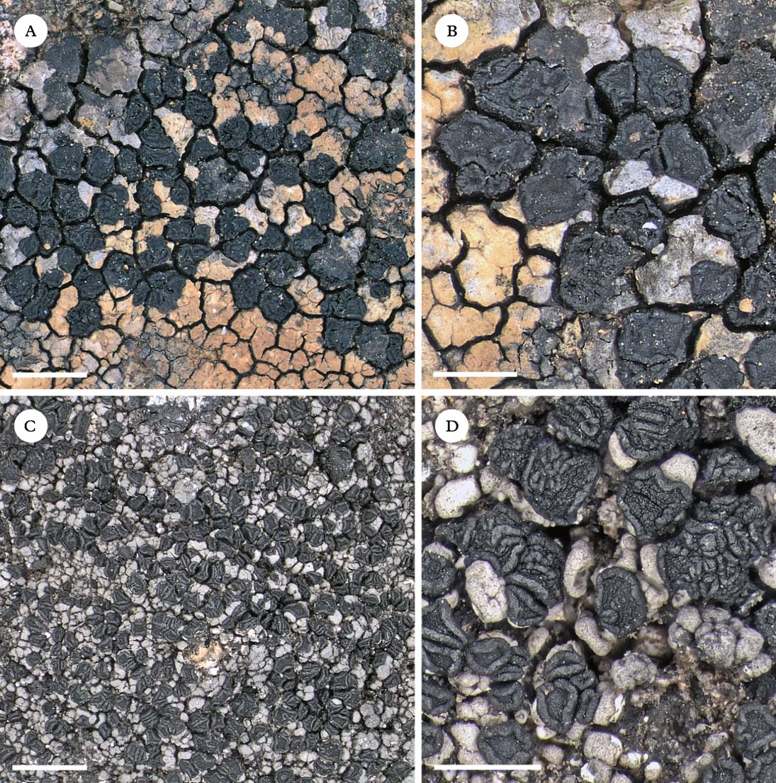 New species of the genus Rimularia Nyl. from Tasmania | The ...