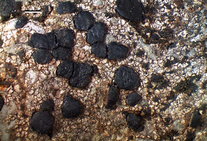 A contribution to the family Lecideaceae s. lat. (Lecanoromycetidae inc ...