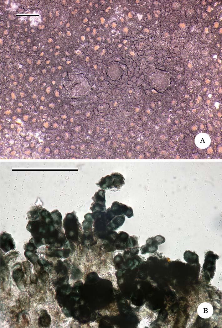 A contribution to the family Lecideaceae s. lat. (Lecanoromycetidae inc ...