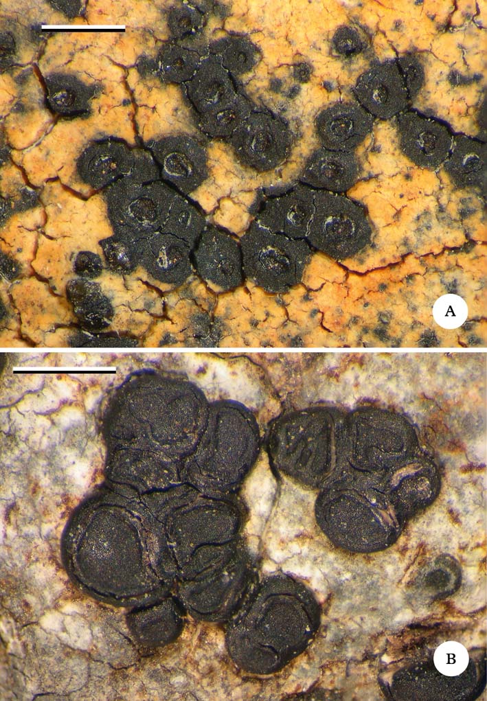 A contribution to the family Lecideaceae s. lat. (Lecanoromycetidae inc ...