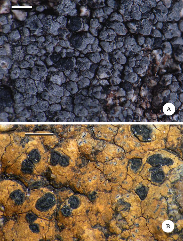 A contribution to the family Lecideaceae s. lat. (Lecanoromycetidae inc ...