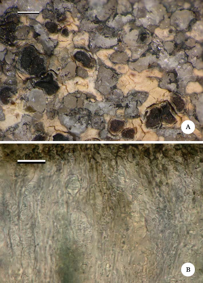 A contribution to the family Lecideaceae s. lat. (Lecanoromycetidae inc ...