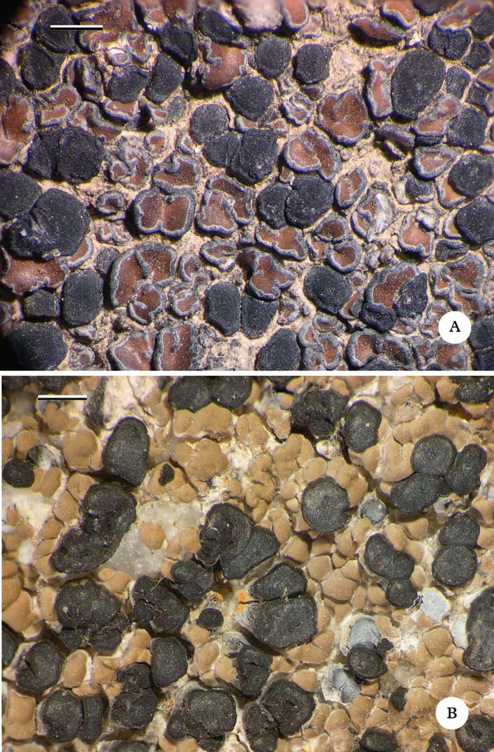 A contribution to the family Lecideaceae s. lat. (Lecanoromycetidae inc ...