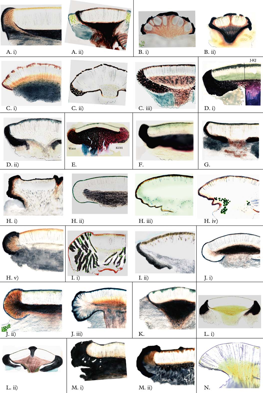 A contribution to the family Lecideaceae s. lat. (Lecanoromycetidae inc ...