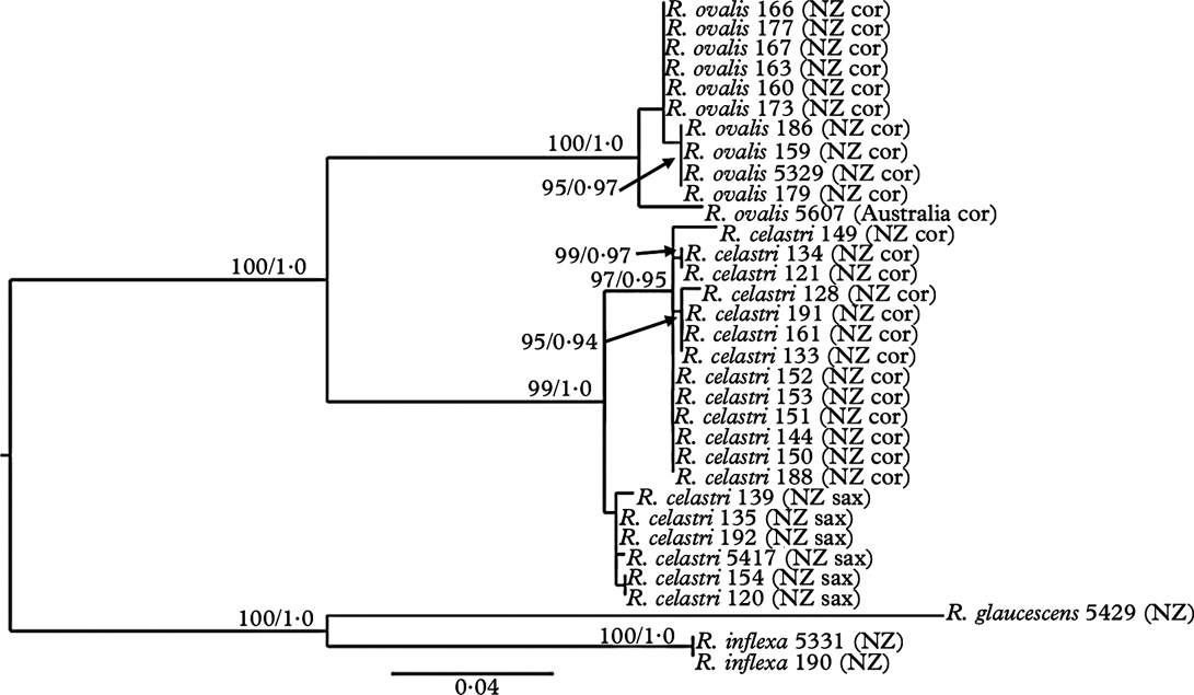 Molecular data support Ramalina ovalis as a distinct lineage ...