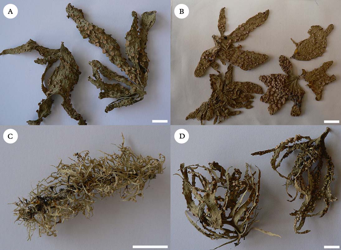 Molecular data support Ramalina ovalis as a distinct lineage ...
