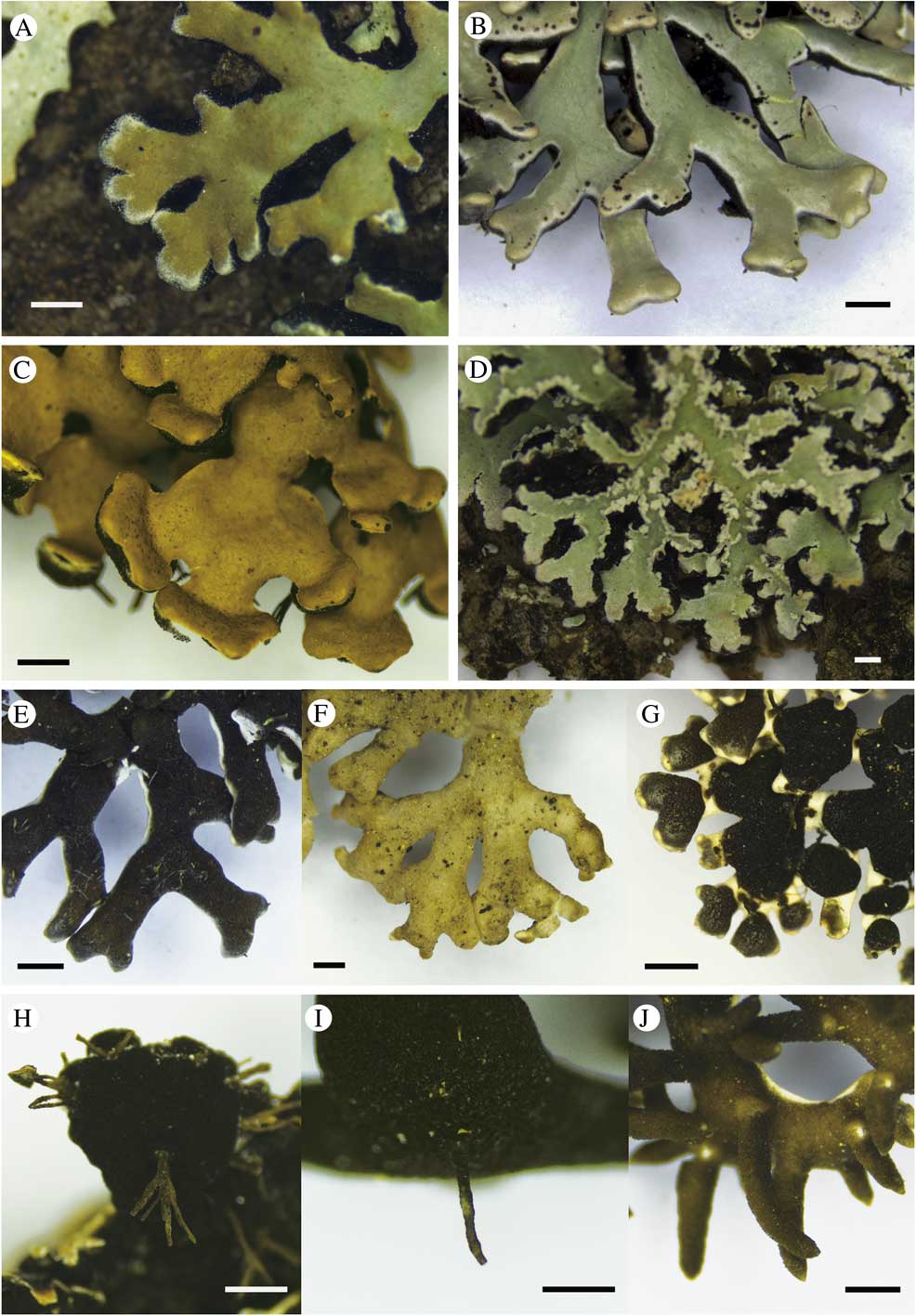 Taxonomic study of the genus Anzia (Lecanorales, lichenized Ascomycota ...