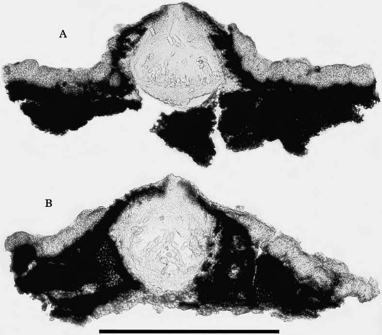 Four new species of Verrucaria (Verrucariaceae, lichenized Ascomycota ...