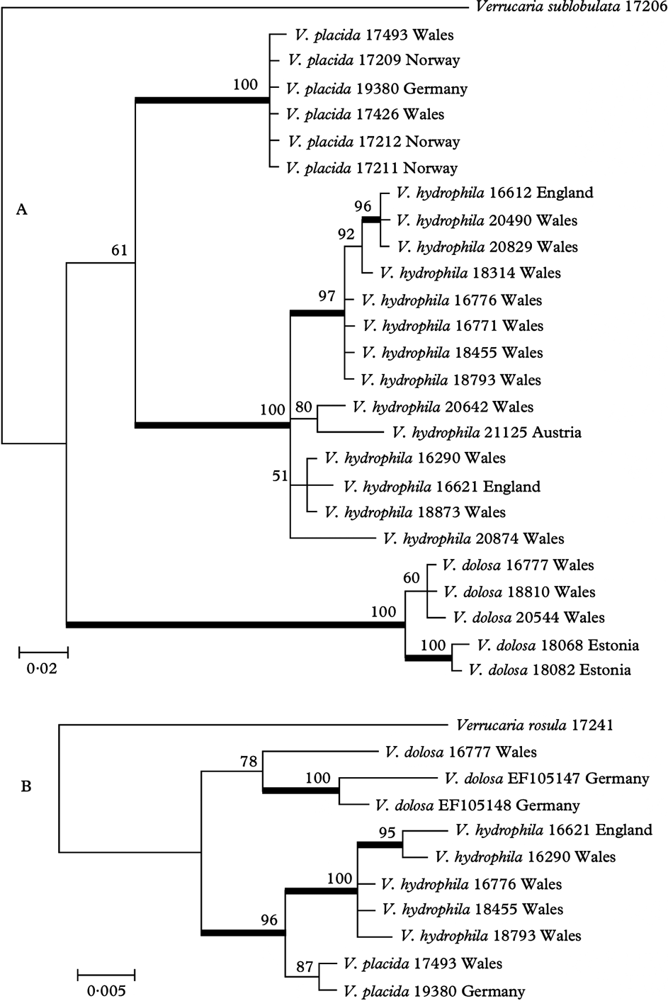 Four new species of Verrucaria (Verrucariaceae, lichenized Ascomycota ...