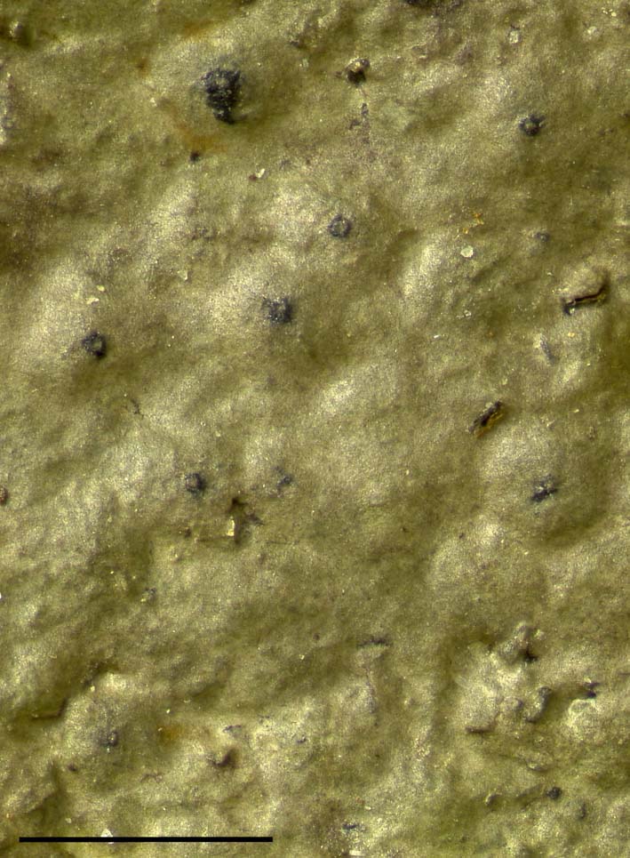 Four new species of Verrucaria (Verrucariaceae, lichenized Ascomycota ...