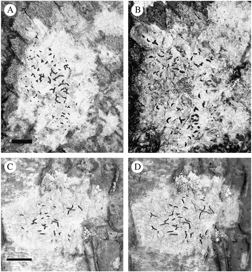Growth and development of ascomata in two members of the British ...