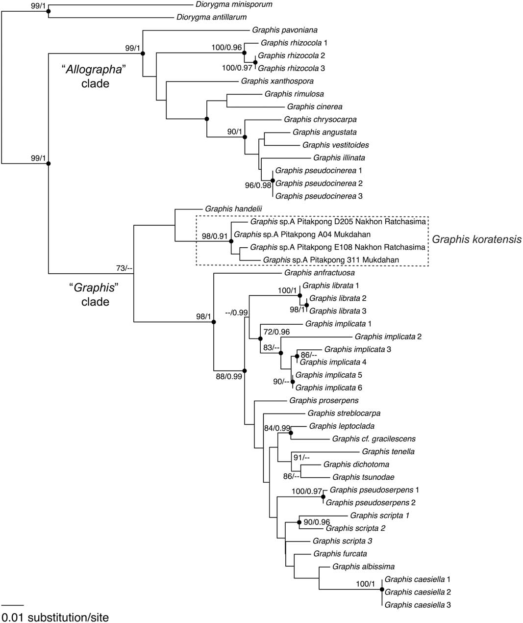 New species and records of the lichen genus Graphis (Graphidaceae ...