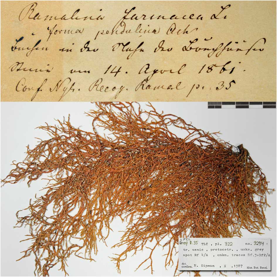 Ramalina europaea and R. labiosorediata, two new species of the R ...