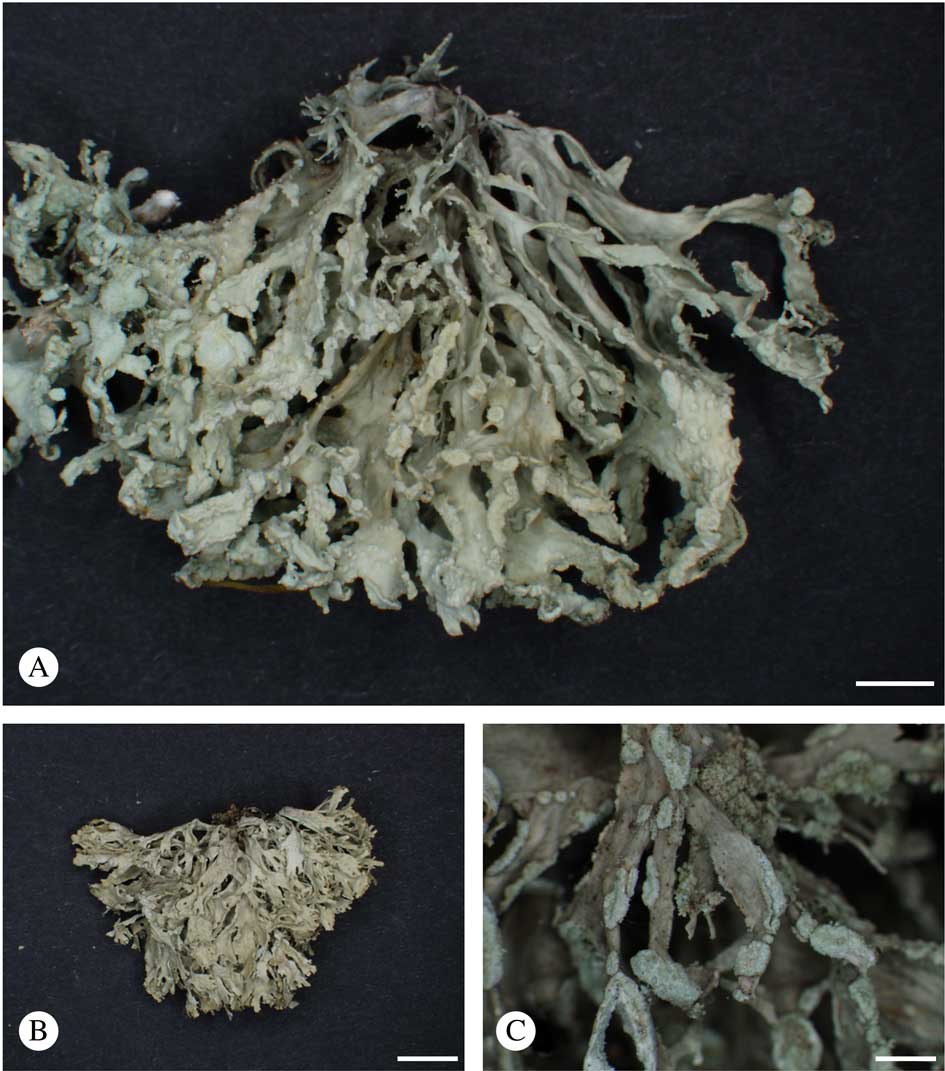 Ramalina europaea and R. labiosorediata, two new species of the R ...