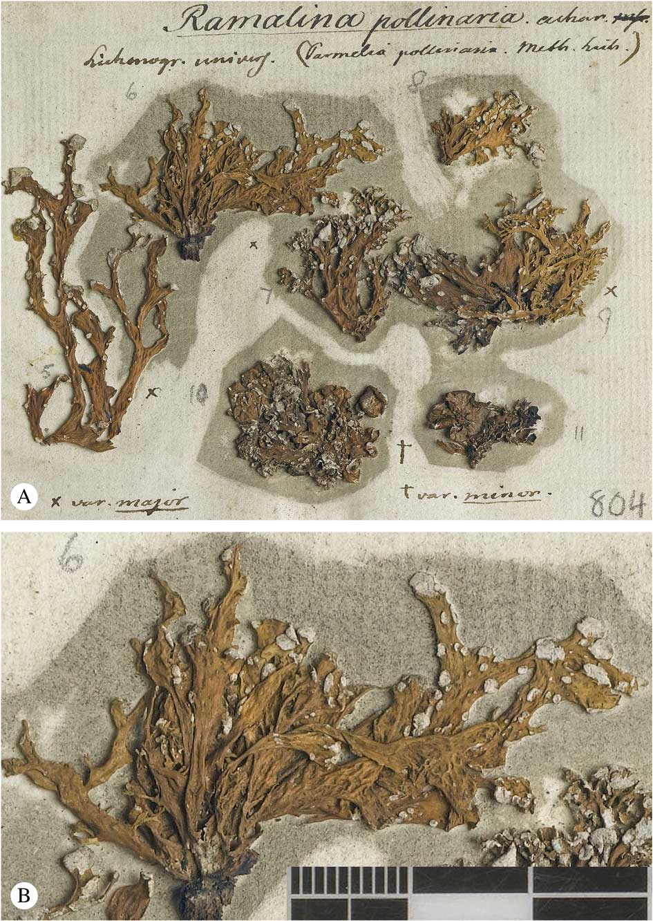 Ramalina europaea and R. labiosorediata, two new species of the R ...