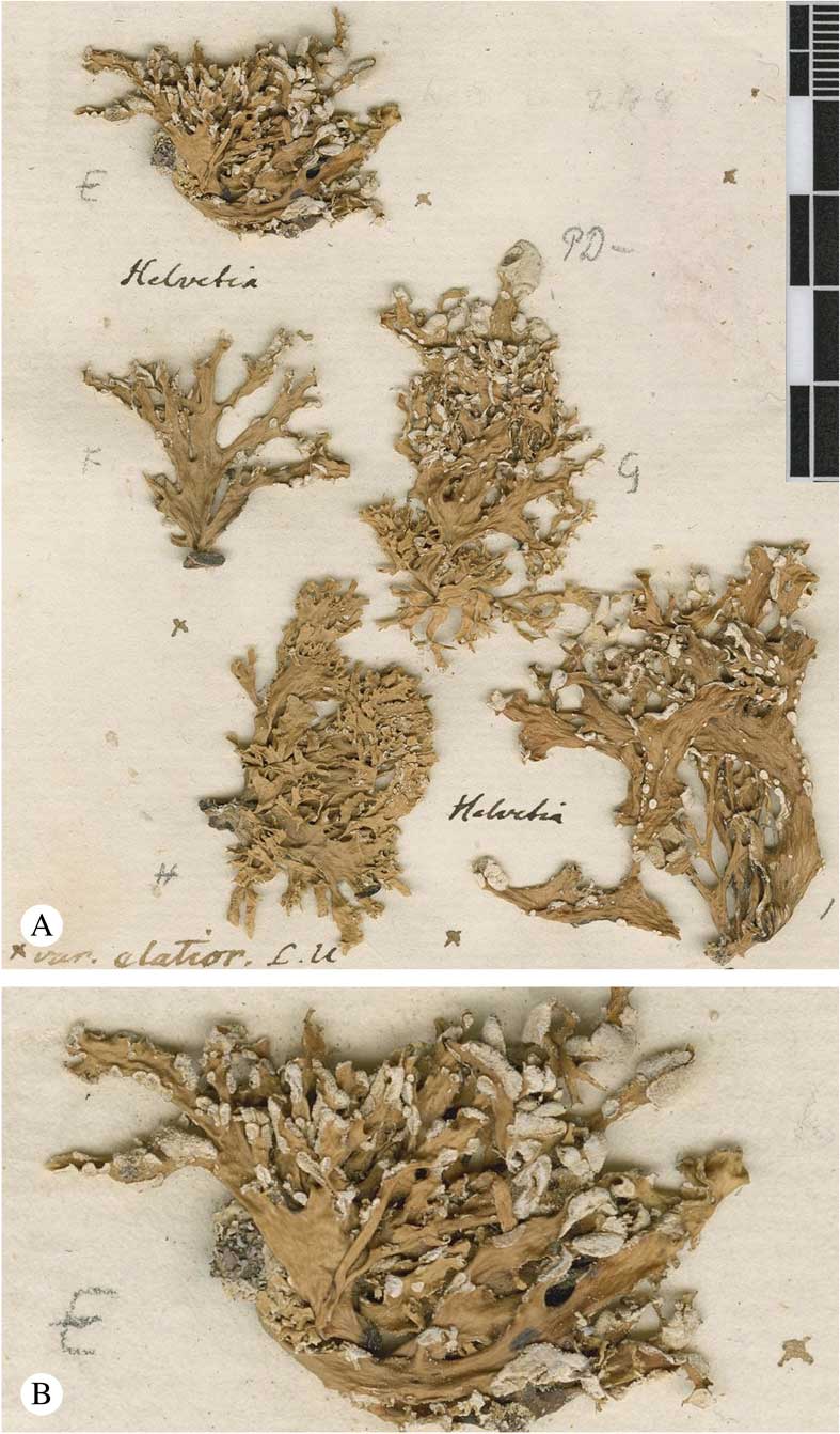 Ramalina europaea and R. labiosorediata, two new species of the R ...