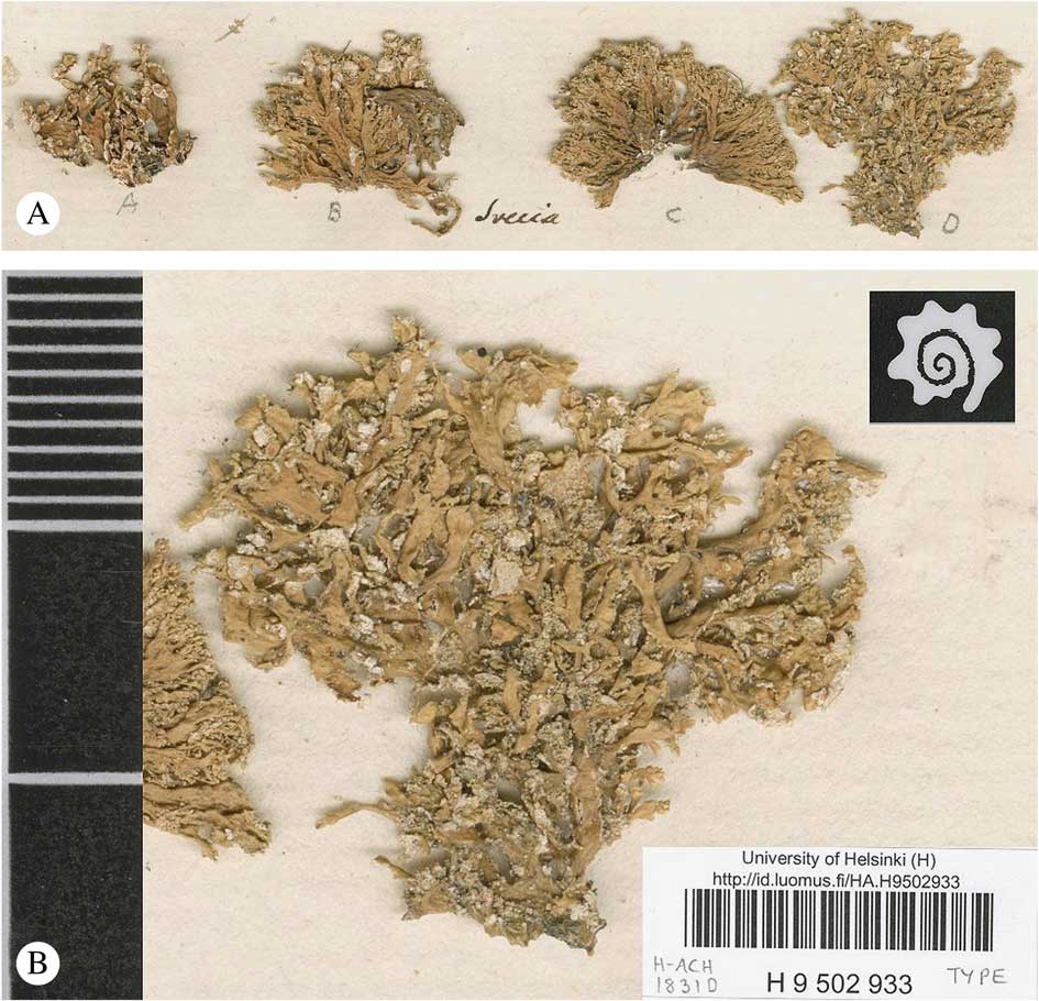 Ramalina europaea and R. labiosorediata, two new species of the R ...