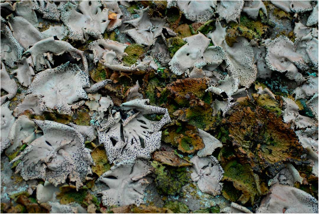 Photobiont associations in co-occurring umbilicate lichens with ...