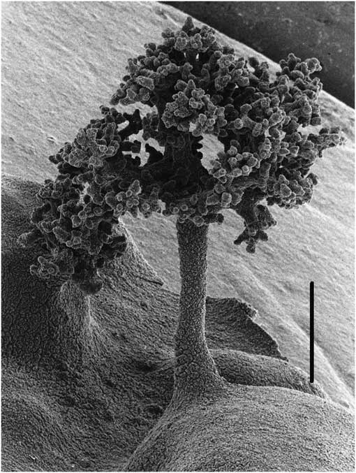 Photobiont associations in co-occurring umbilicate lichens with ...