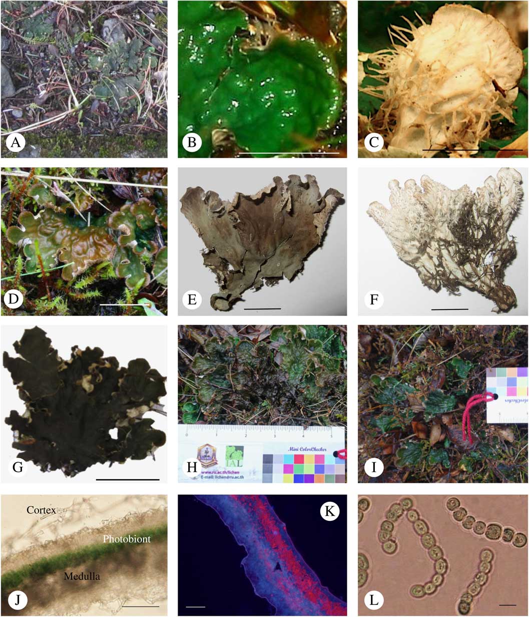 Peltigera islandica, a new cyanolichen species in section Peltigera (‘P ...