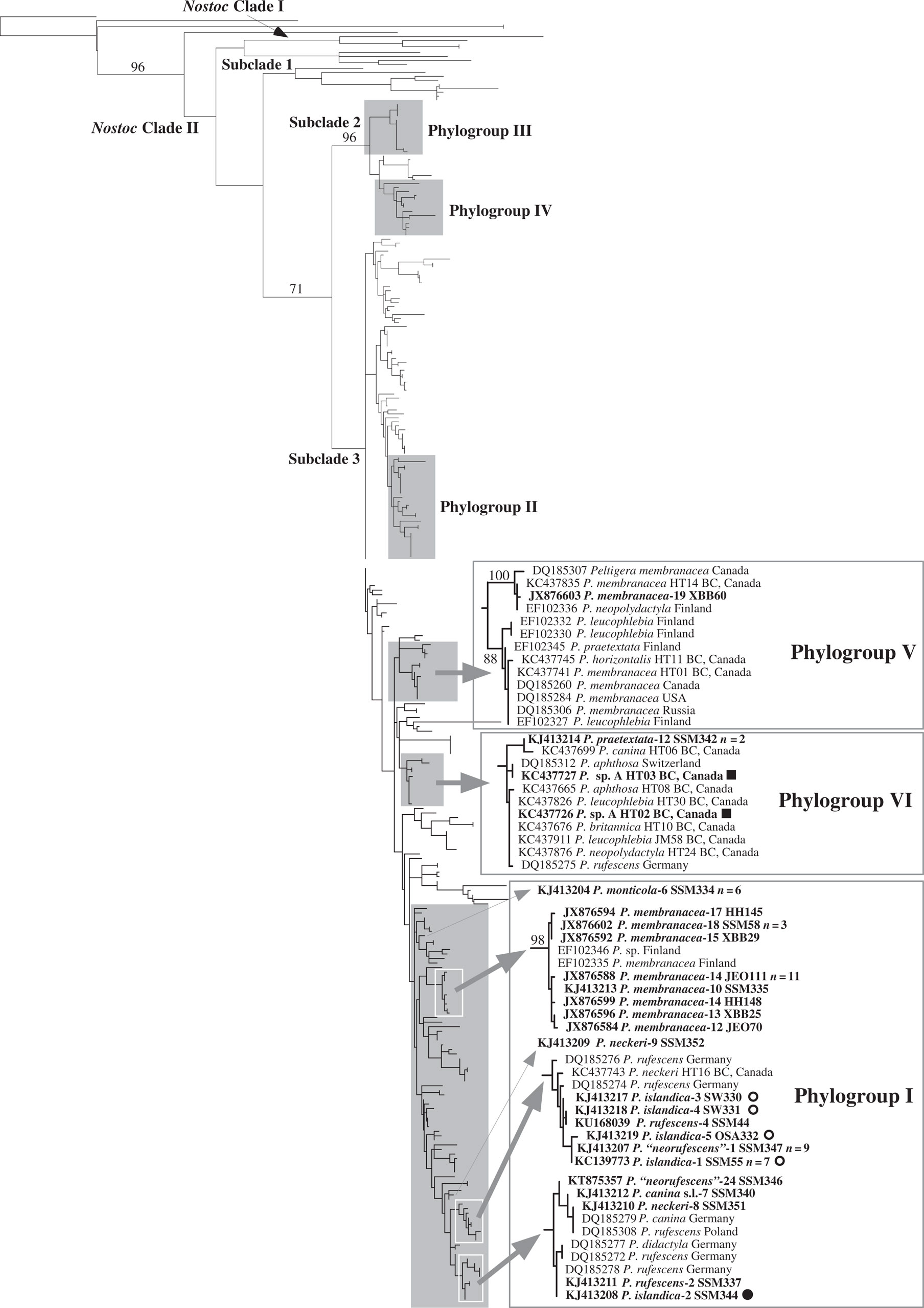 Peltigera islandica, a new cyanolichen species in section Peltigera (‘P ...