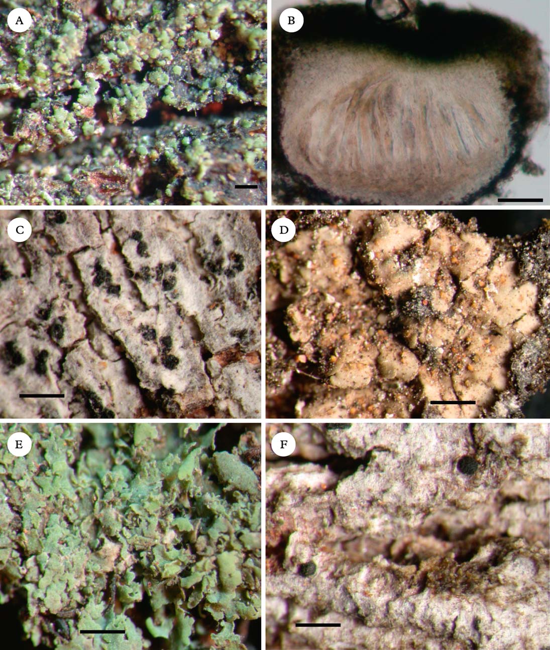 Pyrenocarpous lichens (except Trypetheliaceae) in Rondônia | The ...