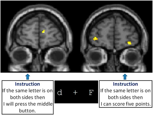 Fifty Years of Prefrontal Cortex Research: Impact on Assessment ...