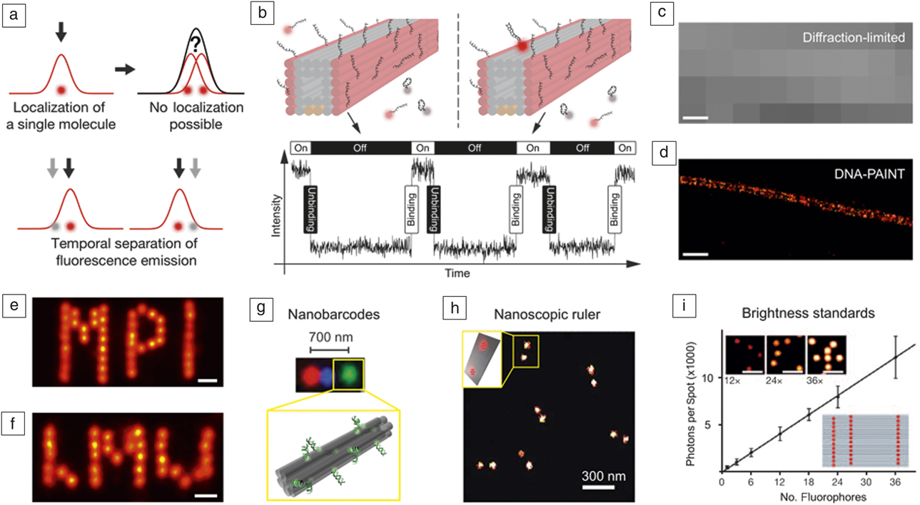 Nanometrology and super-resolution imaging with DNA | MRS Bulletin ...