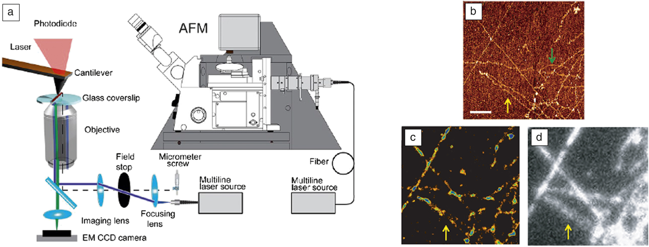 Nanometrology and super-resolution imaging with DNA | MRS Bulletin ...
