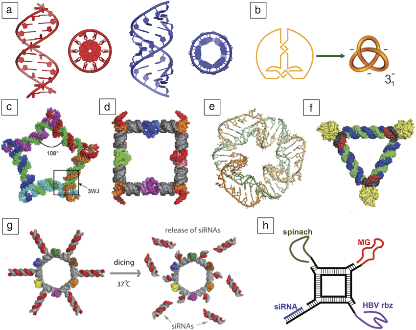 RNA nanotechnology—The knots and folds of RNA nanoparticle engineering ...