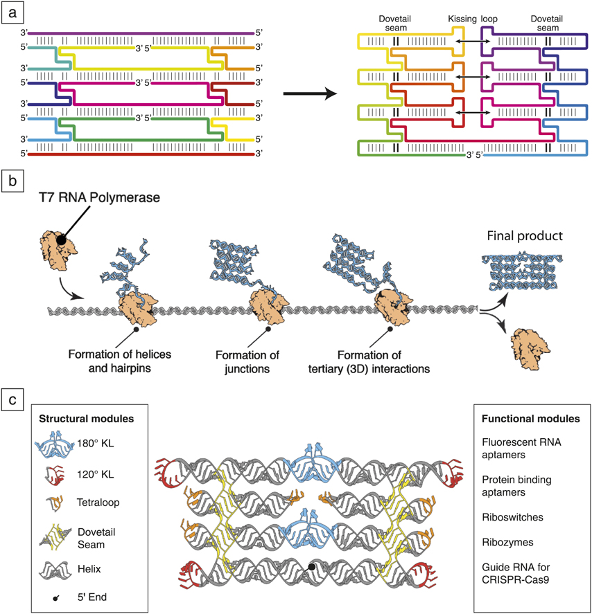 RNA nanotechnology—The knots and folds of RNA nanoparticle engineering ...