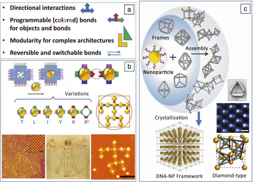 Three-dimensional molecular and nanoparticle crystallization by DNA ...