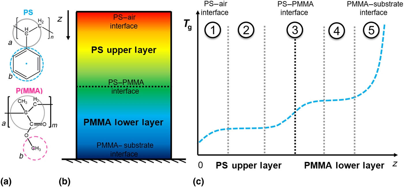 Dynamics of interacting interphases in polymer bilayer thin films | MRS ...