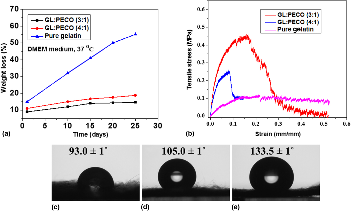 Fabrication of gelatin-poly(epichlorohydrin-co-ethylene oxide) fiber ...