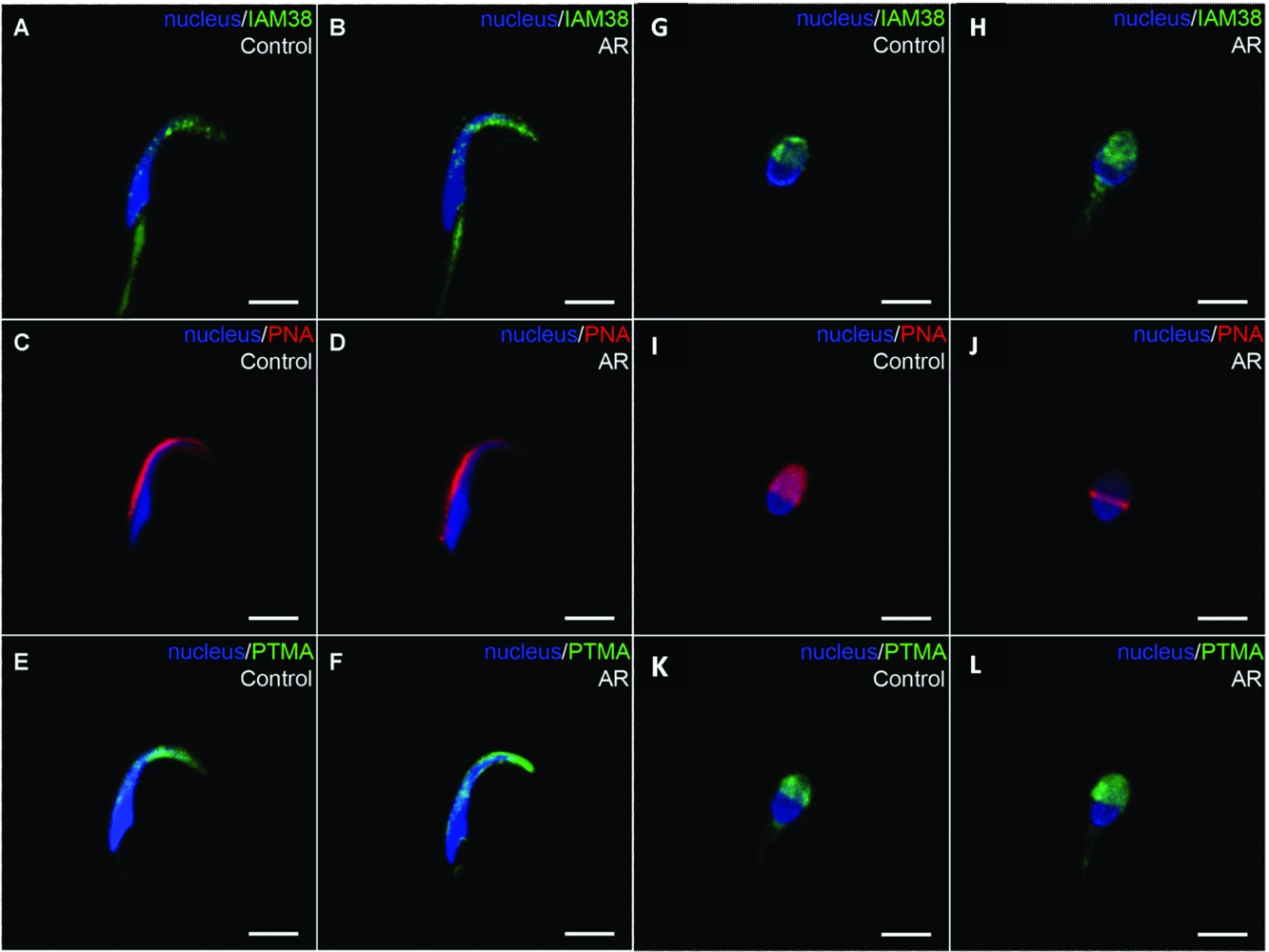 Prothymosin alpha expression in the vertebrate testis: a comparative ...