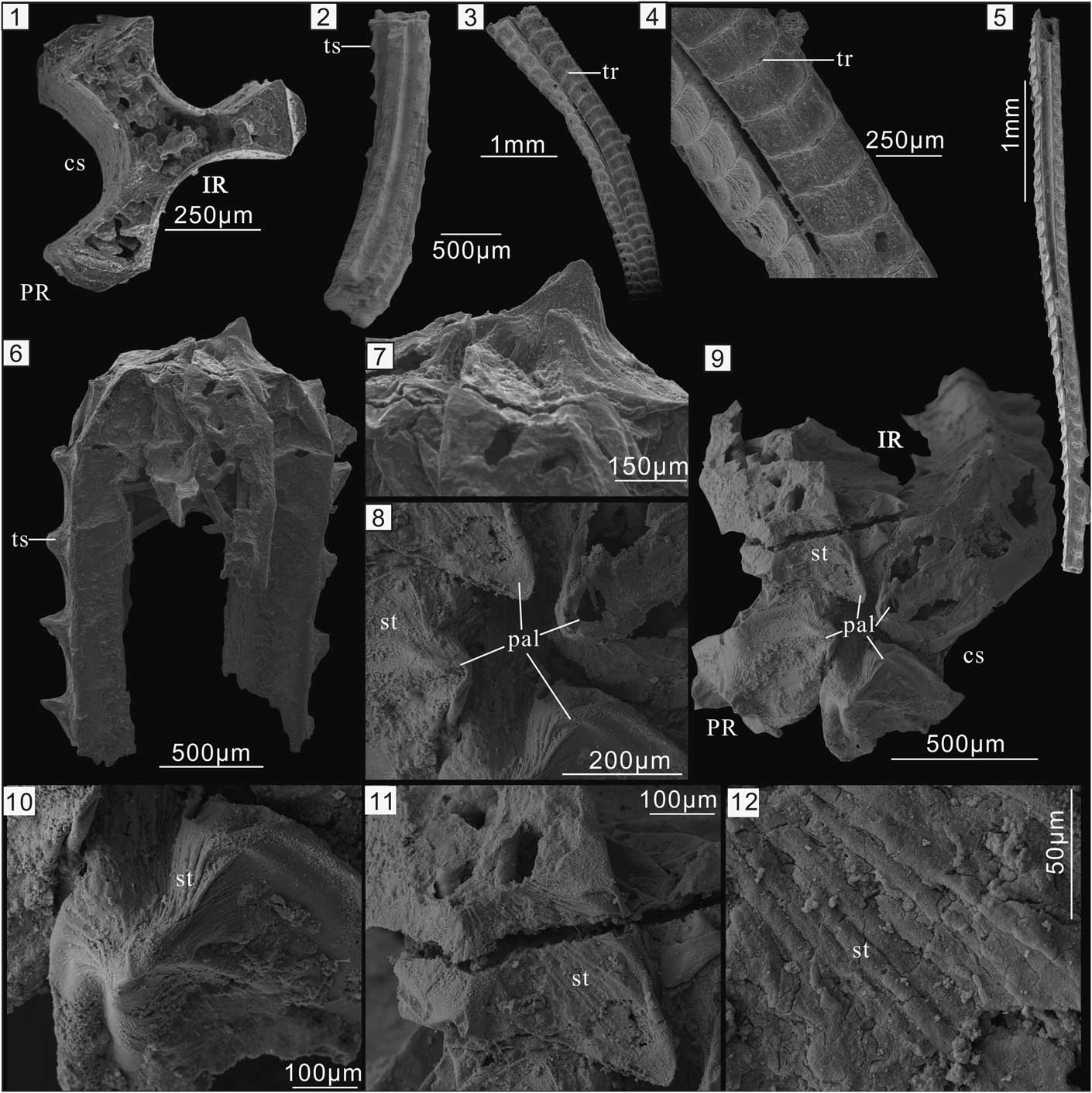 Olivooides-like tube aperture in early Cambrian carinachitids ...