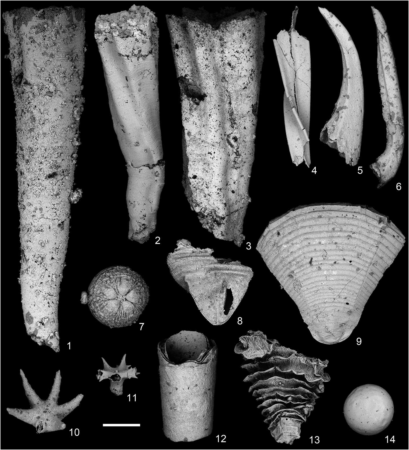 New material of scalidophoran worms in Orsten-type preservation from ...