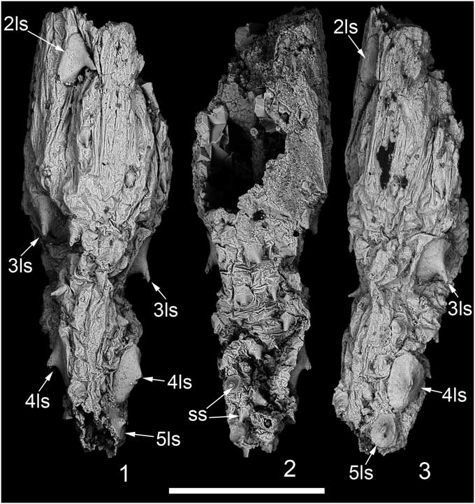 New material of scalidophoran worms in Orsten-type preservation from ...
