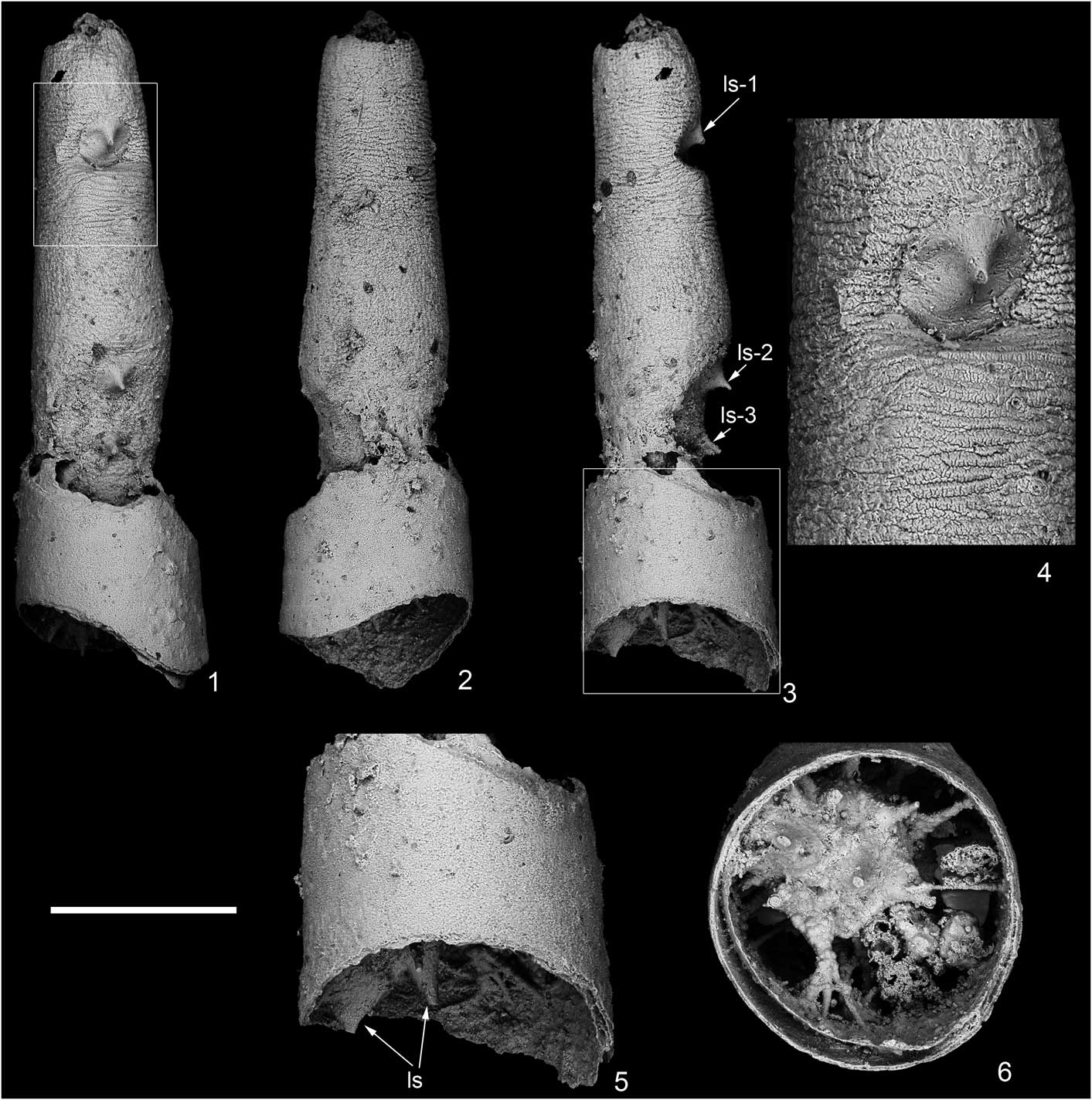 New material of scalidophoran worms in Orsten-type preservation from ...