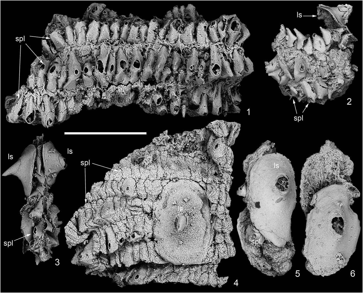 New material of scalidophoran worms in Orsten-type preservation from ...
